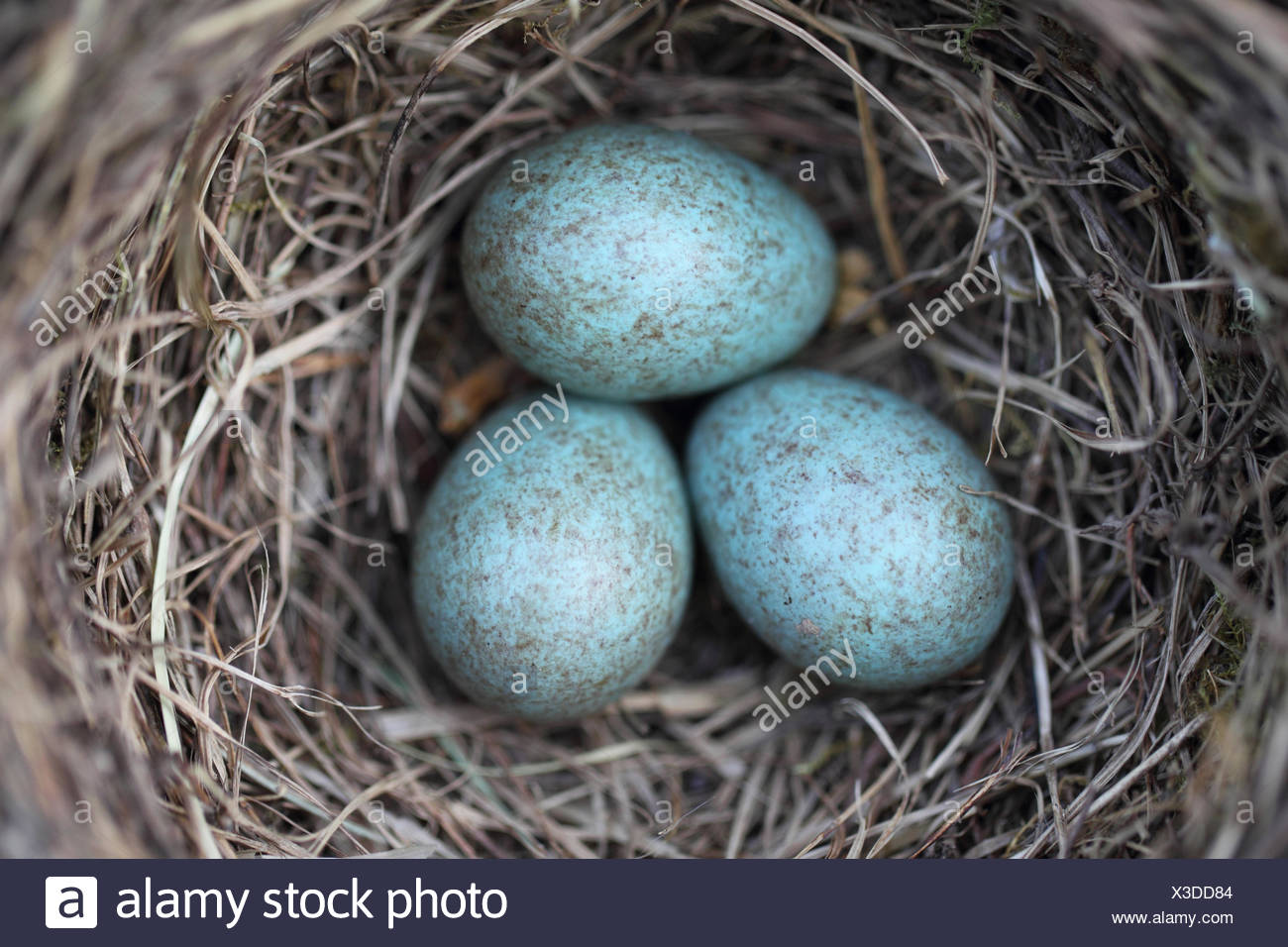 Blackbird Egg Stock Photos & Blackbird Egg Stock Images - Alamy