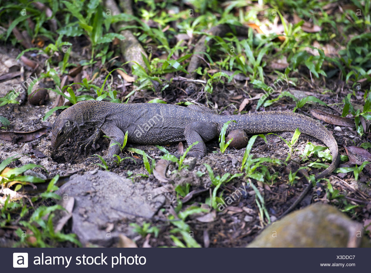 Southeast Asian Water Monitor High Resolution Stock Photography and ...