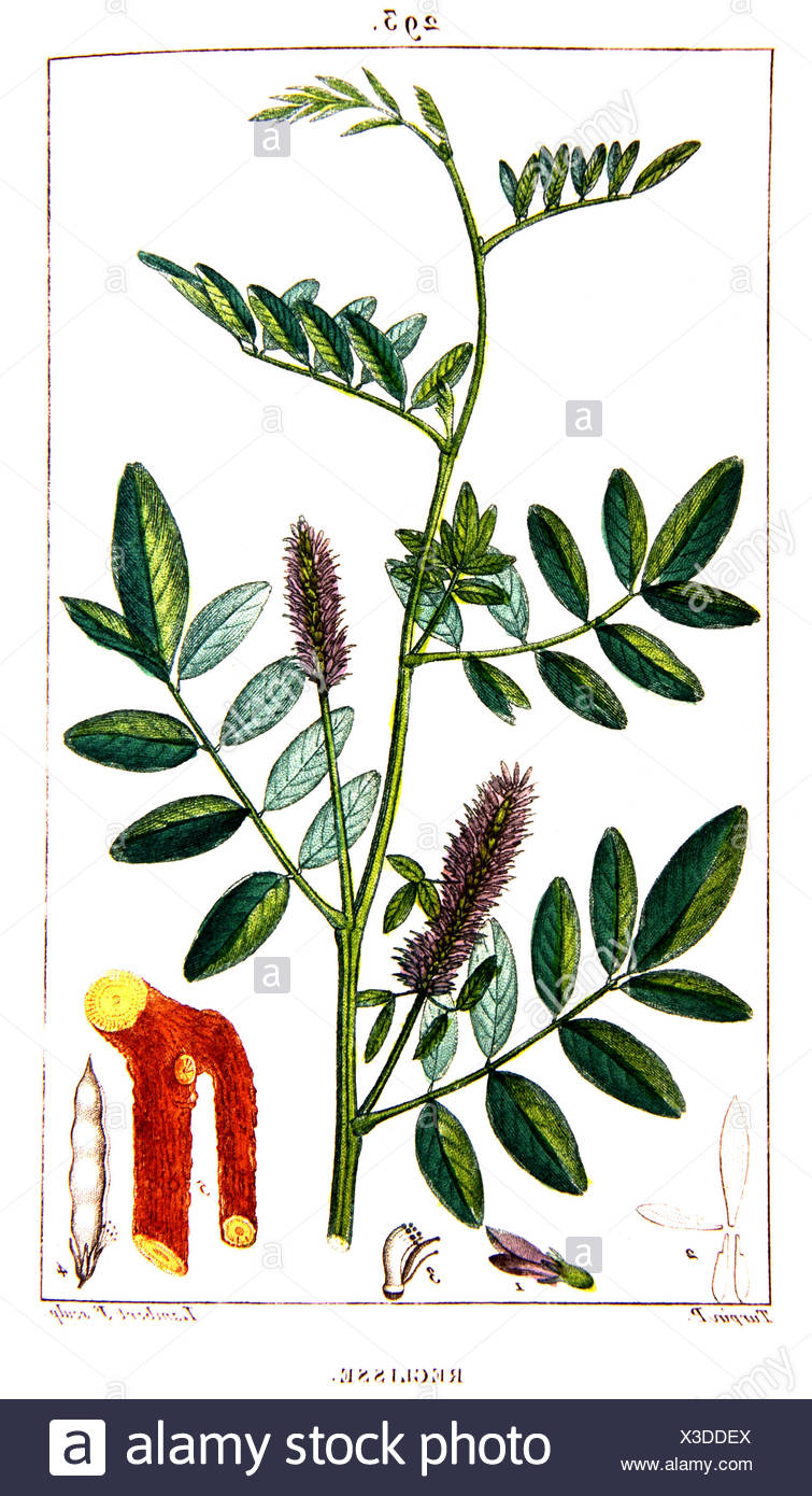 Liquorice Plant Stock Photos & Liquorice Plant Stock Images - Alamy