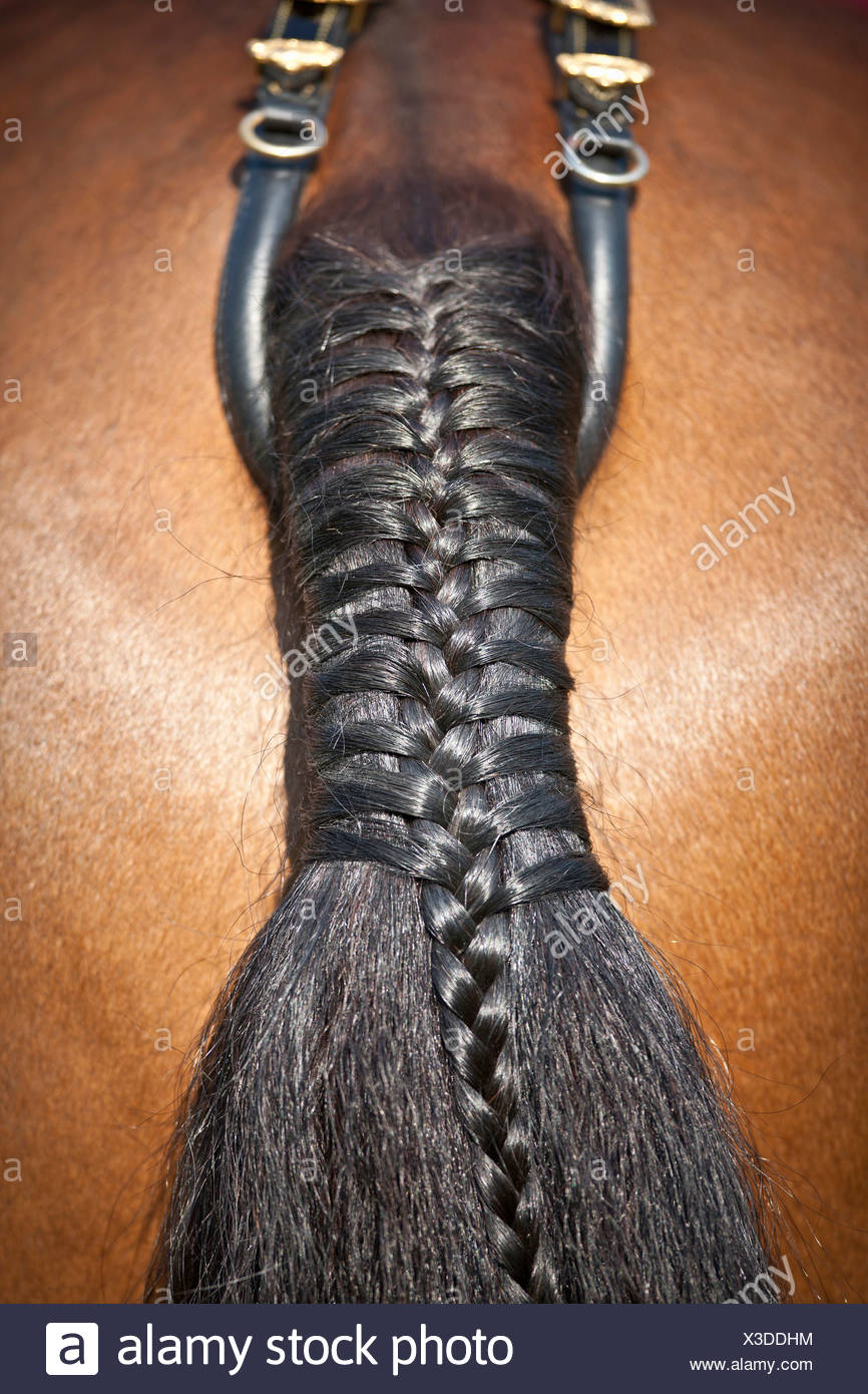 Crupper High Resolution Stock Photography and Images - Alamy