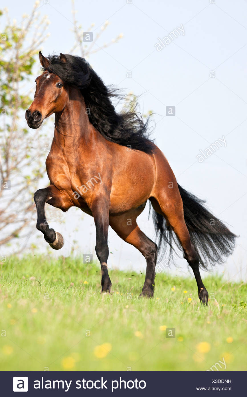 Hispano Arabian High Resolution Stock Photography and Images - Alamy