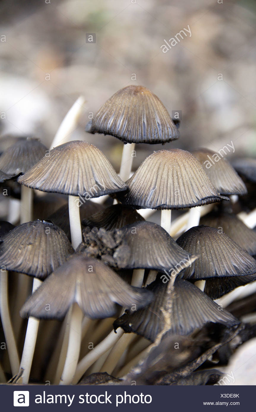 Coprinus Sp Stock Photos & Coprinus Sp Stock Images - Alamy