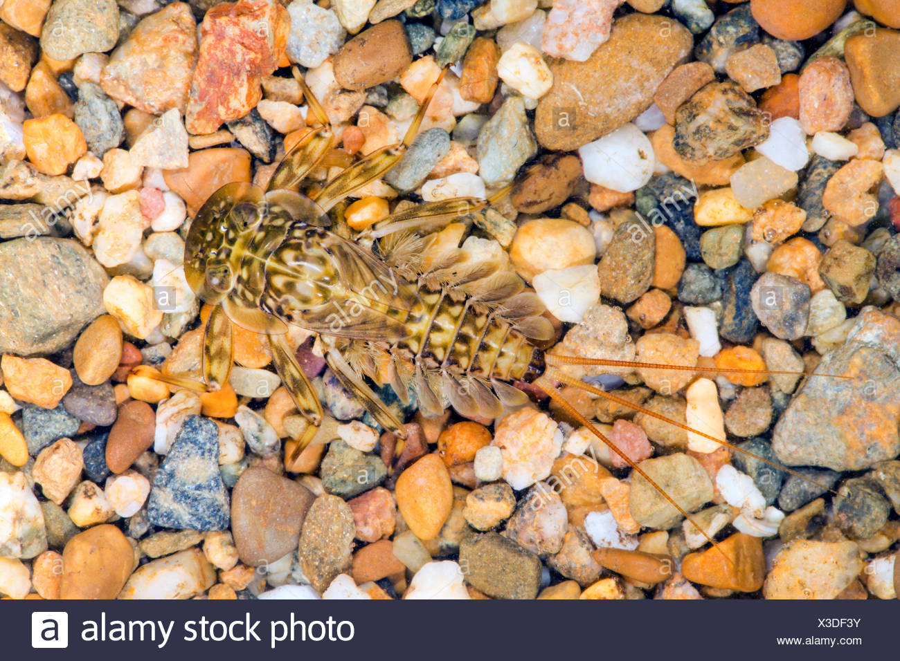 Ephemeroptera Larva Stock Photos & Ephemeroptera Larva Stock Images - Alamy