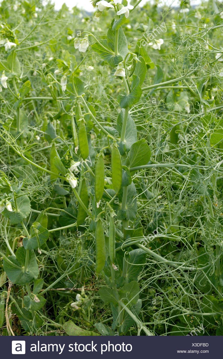 Pisum Arvense High Resolution Stock Photography and Images - Alamy