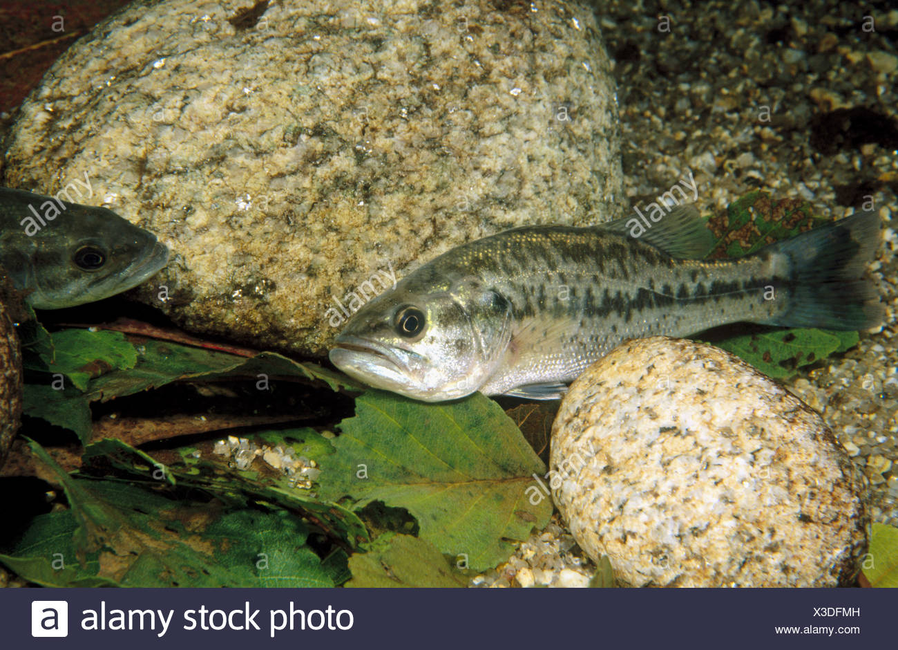 Black Bass High Resolution Stock Photography and Images - Alamy