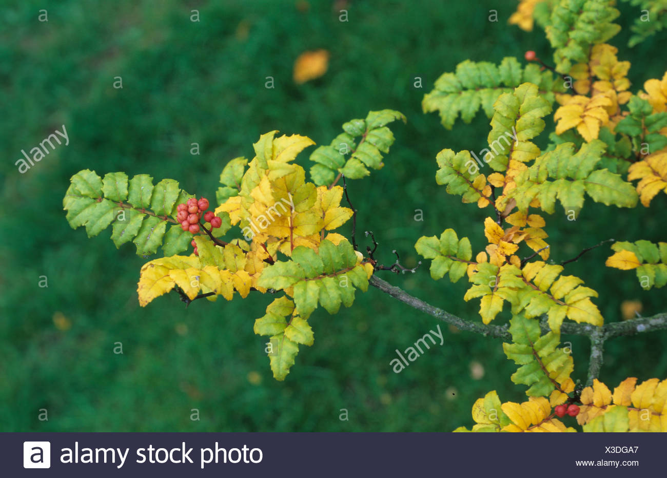 Szechuan Pepper Plant High Resolution Stock Photography and Images - Alamy