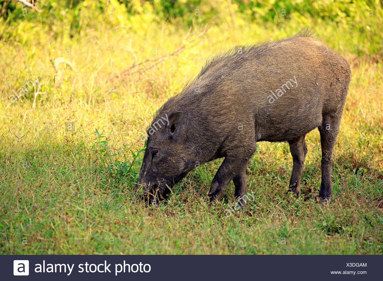 Sri Lankan Wild Boars Stock Photos & Sri Lankan Wild Boars Stock Images ...