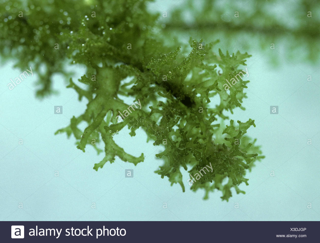 Spongilla High Resolution Stock Photography and Images - Alamy