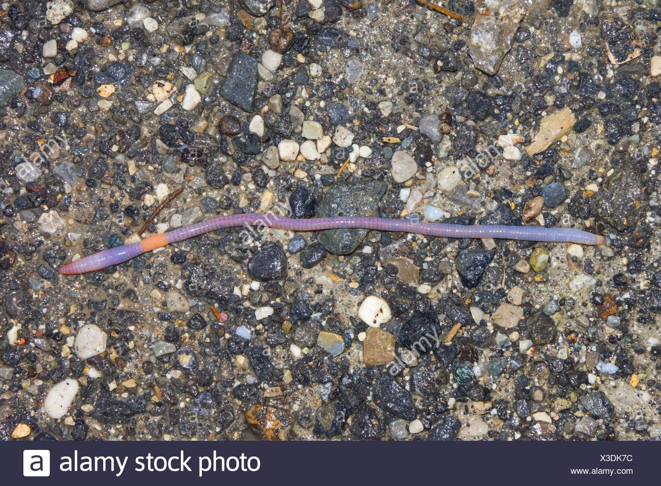 Twachels High Resolution Stock Photography and Images - Alamy