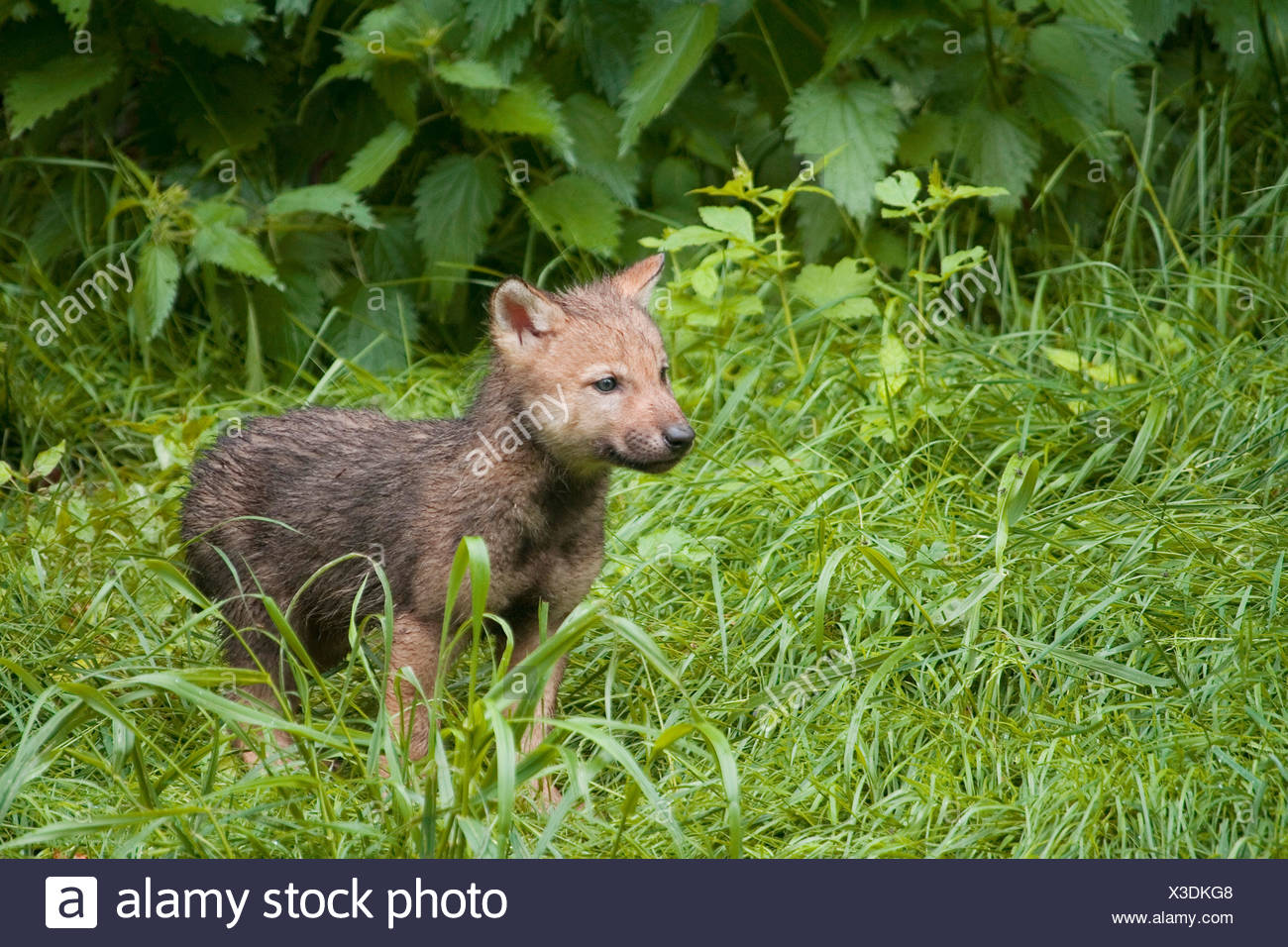 Grey Wolf Cub High Resolution Stock Photography and Images - Alamy