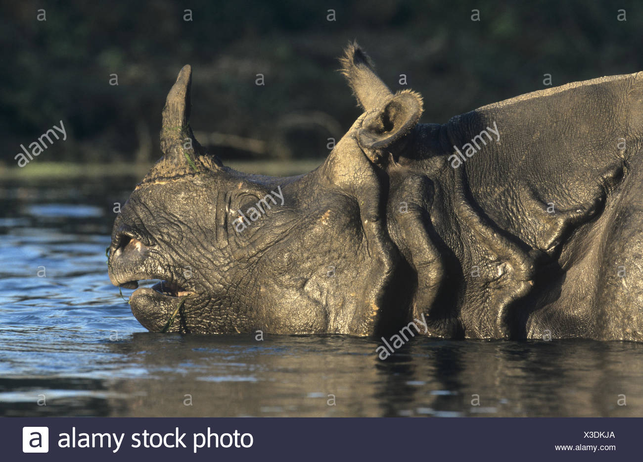 Nepal Indian Rhinoceros High Resolution Stock Photography and Images ...