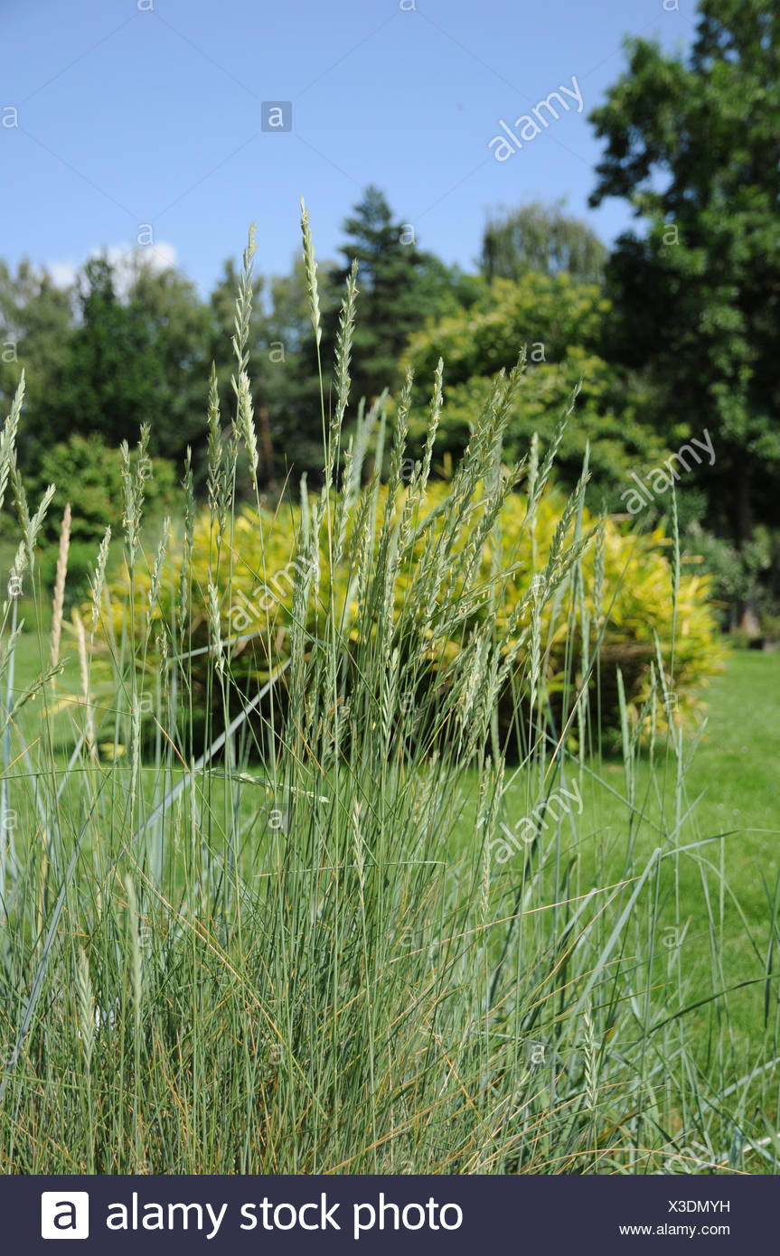 Quick Grass Stock Photos & Quick Grass Stock Images - Alamy