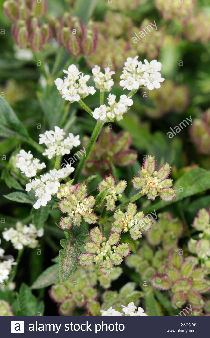 Spreading Hedge Parsley High Resolution Stock Photography and Images ...