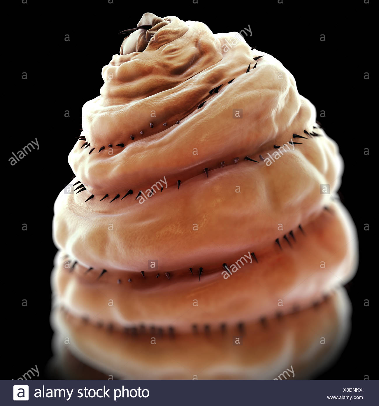 Myiasis Stock Photos & Myiasis Stock Images - Alamy