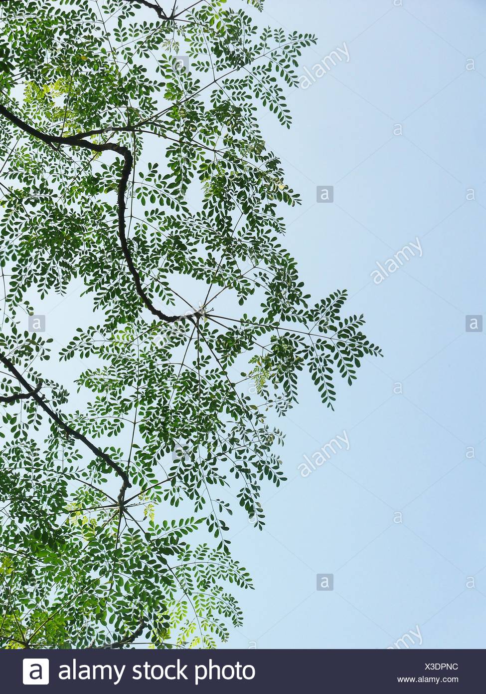 Moringa Pterygosperma High Resolution Stock Photography and Images - Alamy