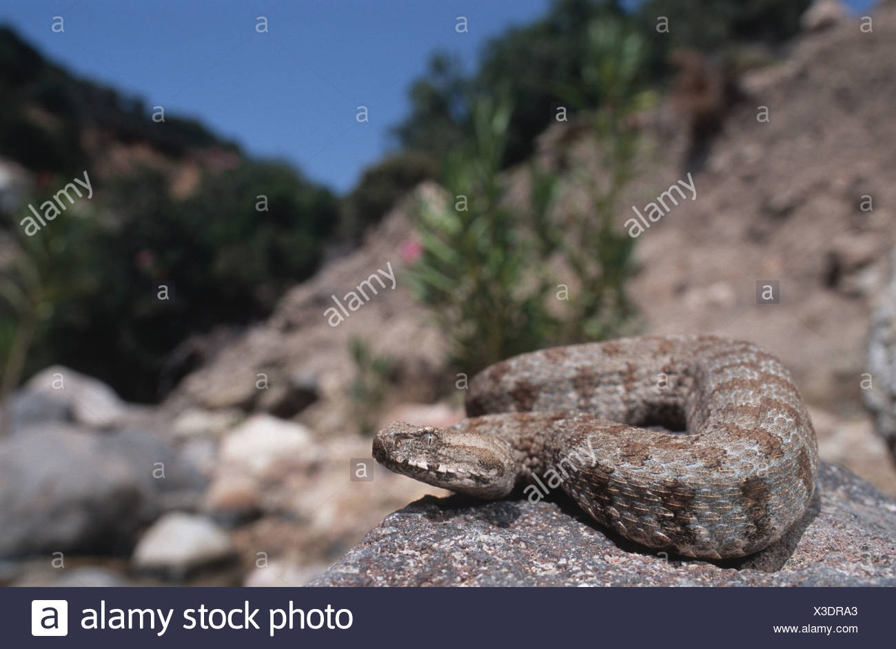 Dangerous Snakes Of Greece High Resolution Stock Photography and Images ...