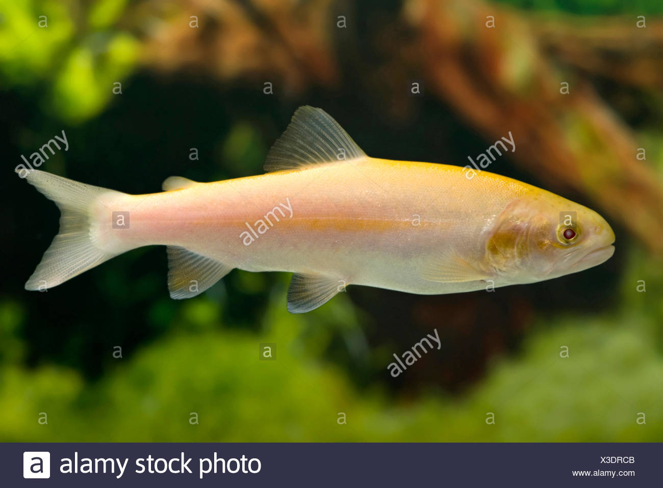 Suesswasserfisch High Resolution Stock Photography and Images - Alamy