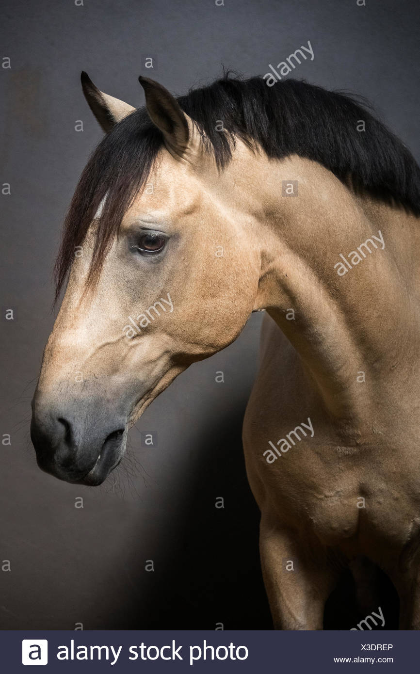 Stallion High Resolution Stock Photography and Images - Alamy