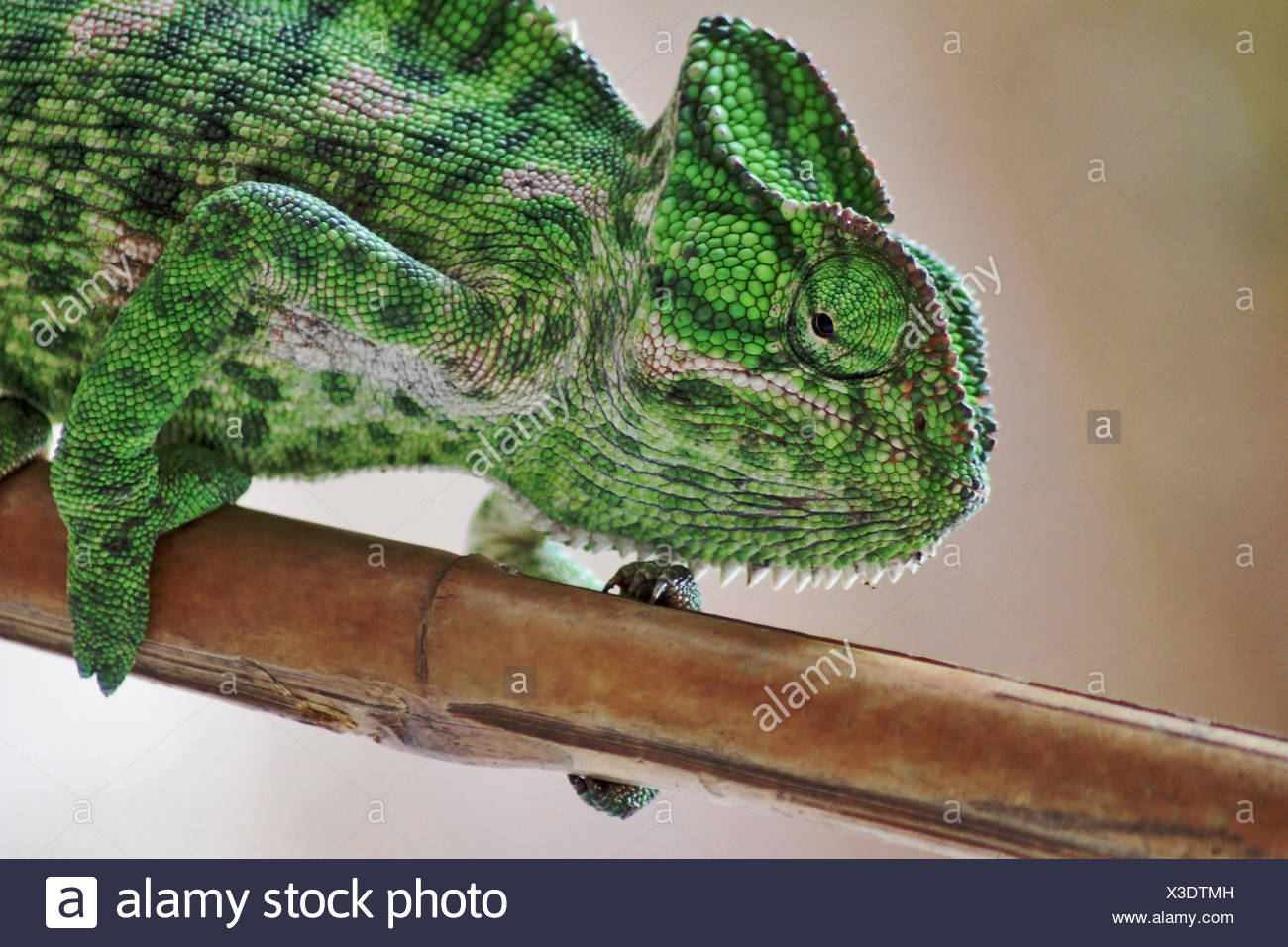 Indian Chameleon High Resolution Stock Photography and Images - Alamy