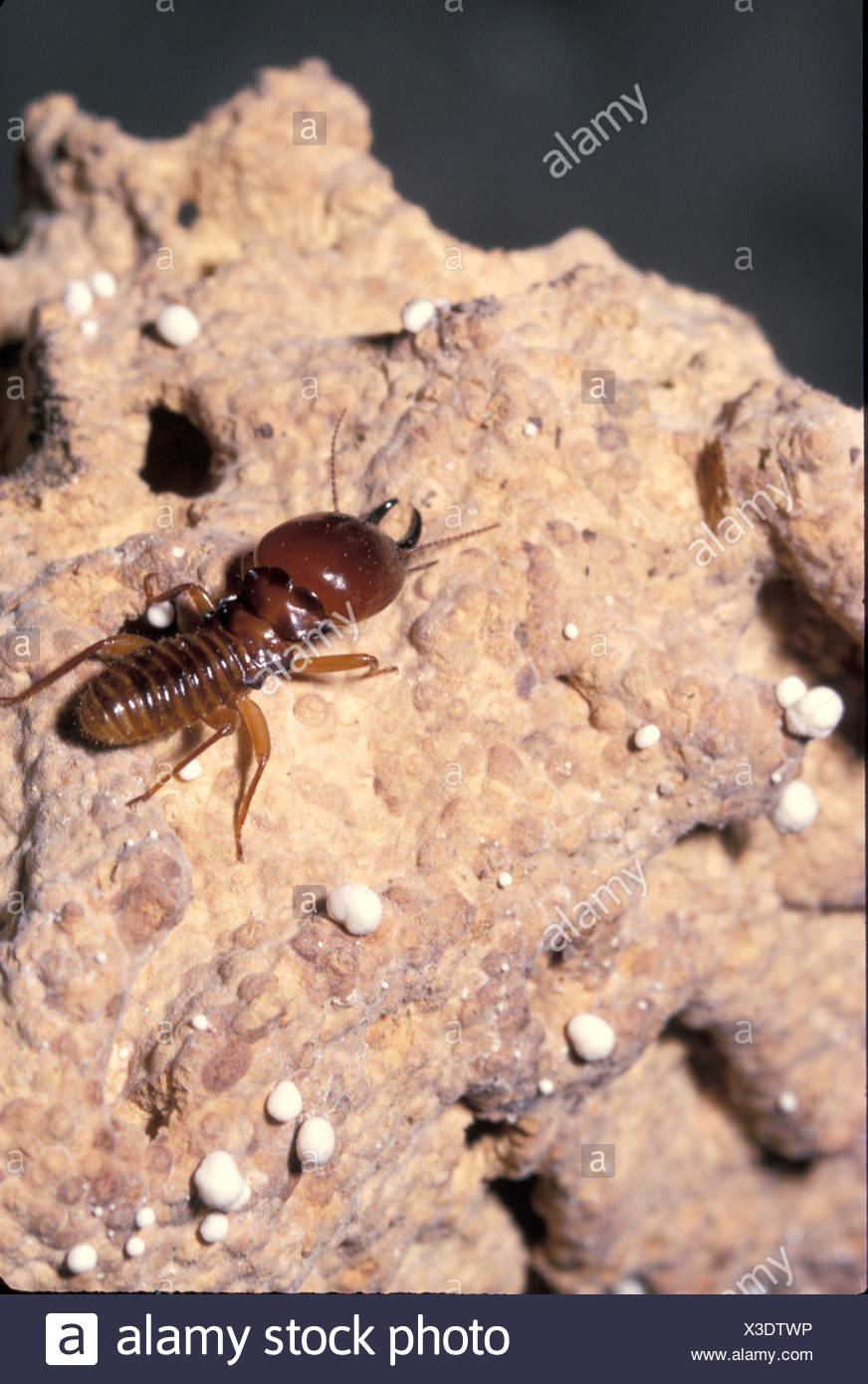 Termite Soldier High Resolution Stock Photography and Images - Alamy