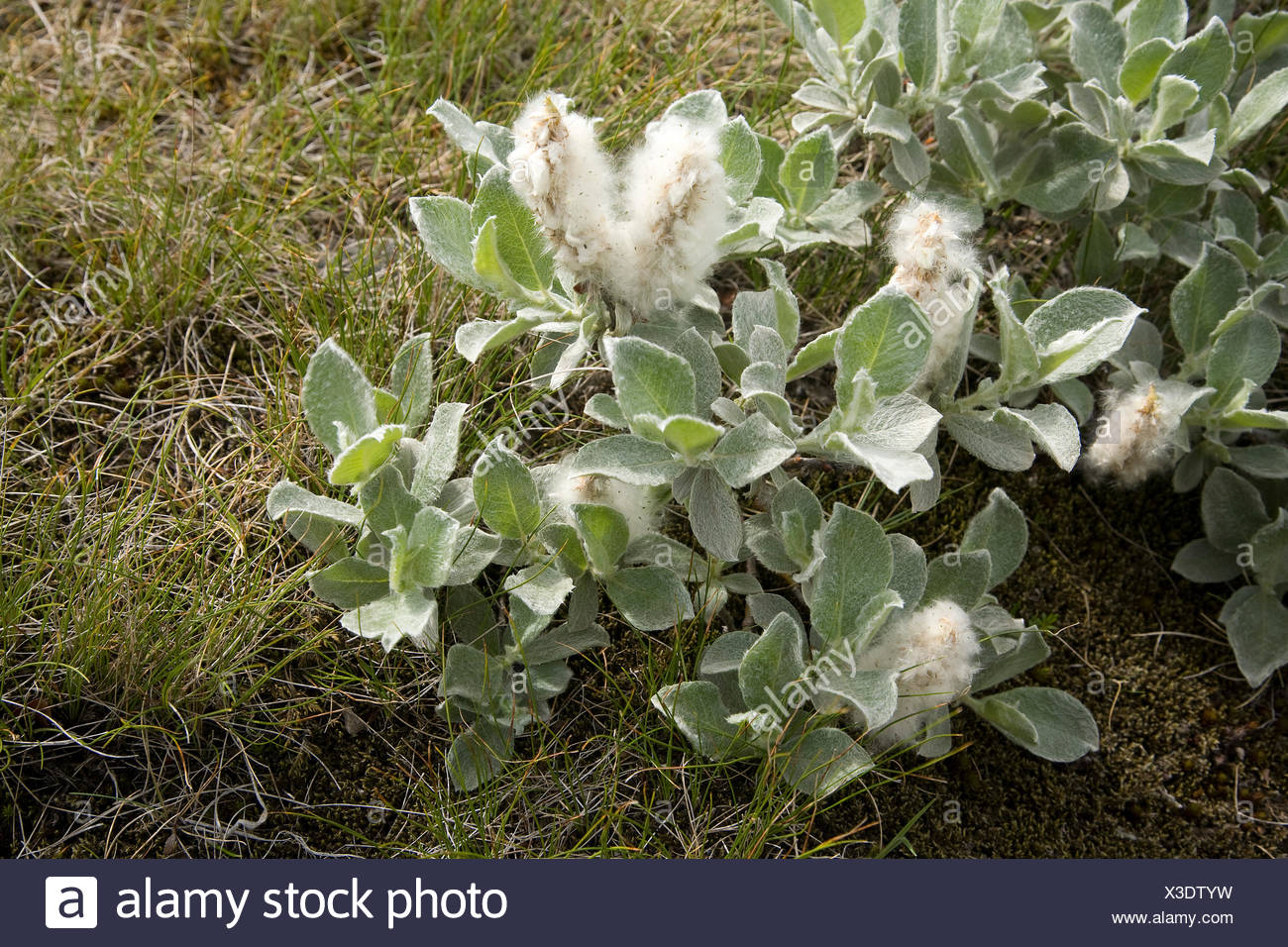 Arctic Willow Salix Arctica High Resolution Stock Photography and ...