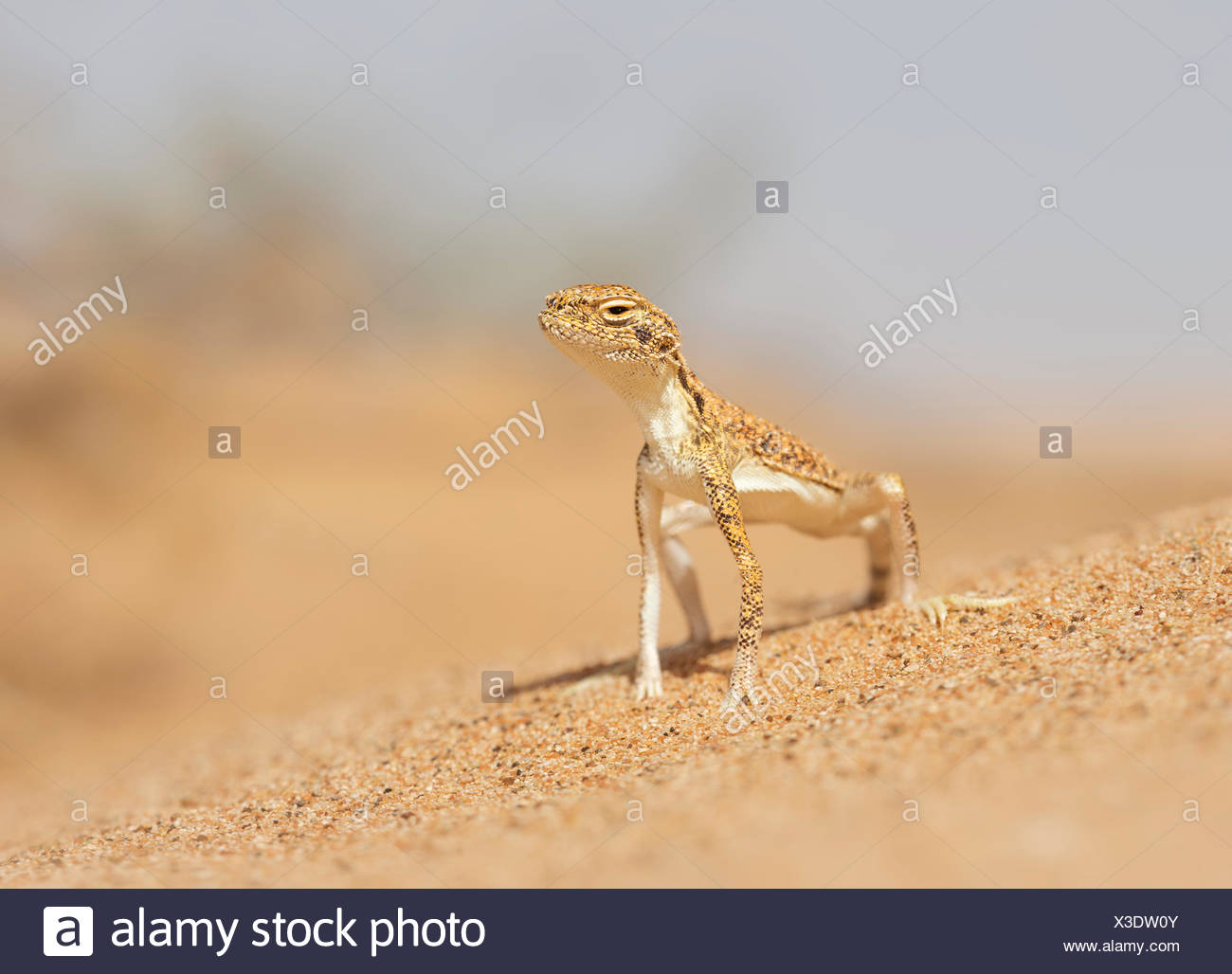 Arabian Lizard High Resolution Stock Photography and Images - Alamy