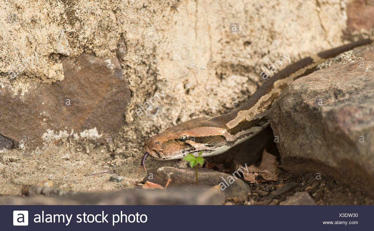 Python Molurus India High Resolution Stock Photography and Images - Alamy