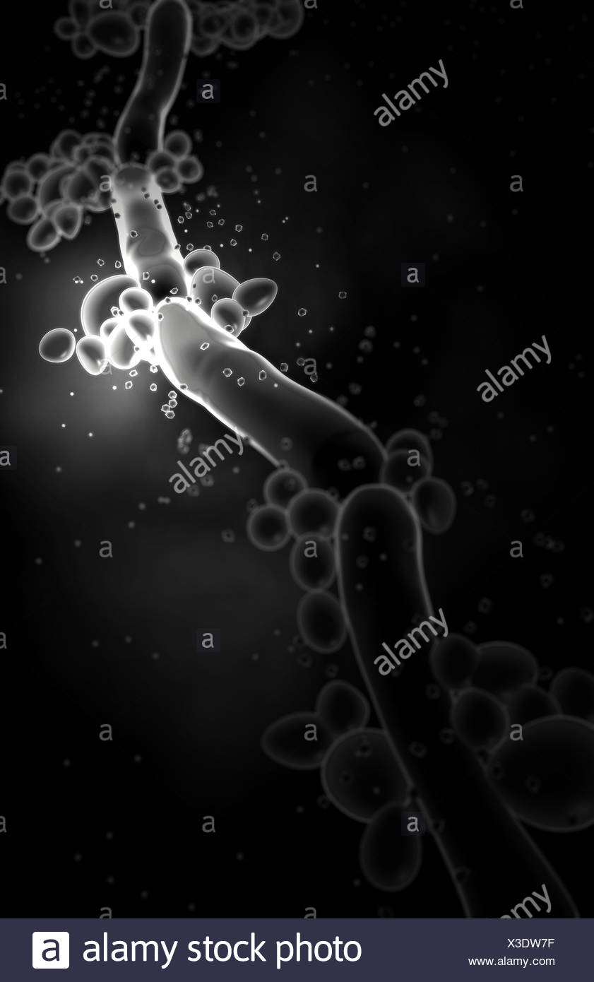 Fungus Candida Albicans High Resolution Stock Photography and Images ...