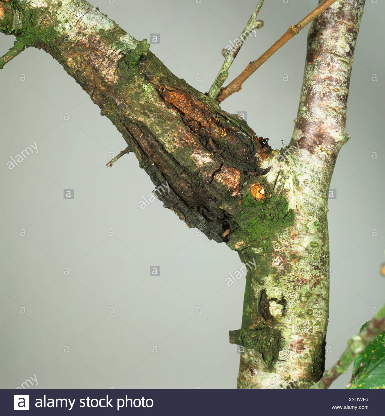 Bacterial Canker Stock Photos & Bacterial Canker Stock Images - Alamy
