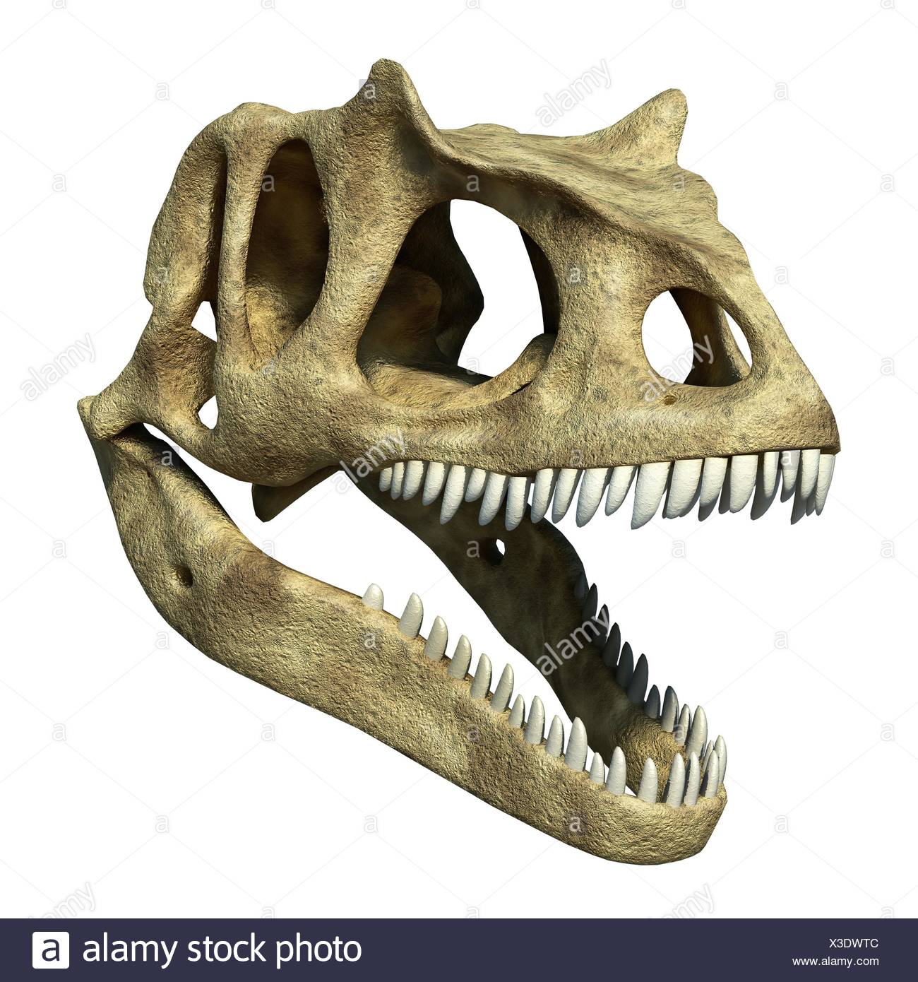 Allosaurus Skeleton Stock Photos & Allosaurus Skeleton Stock Images - Alamy