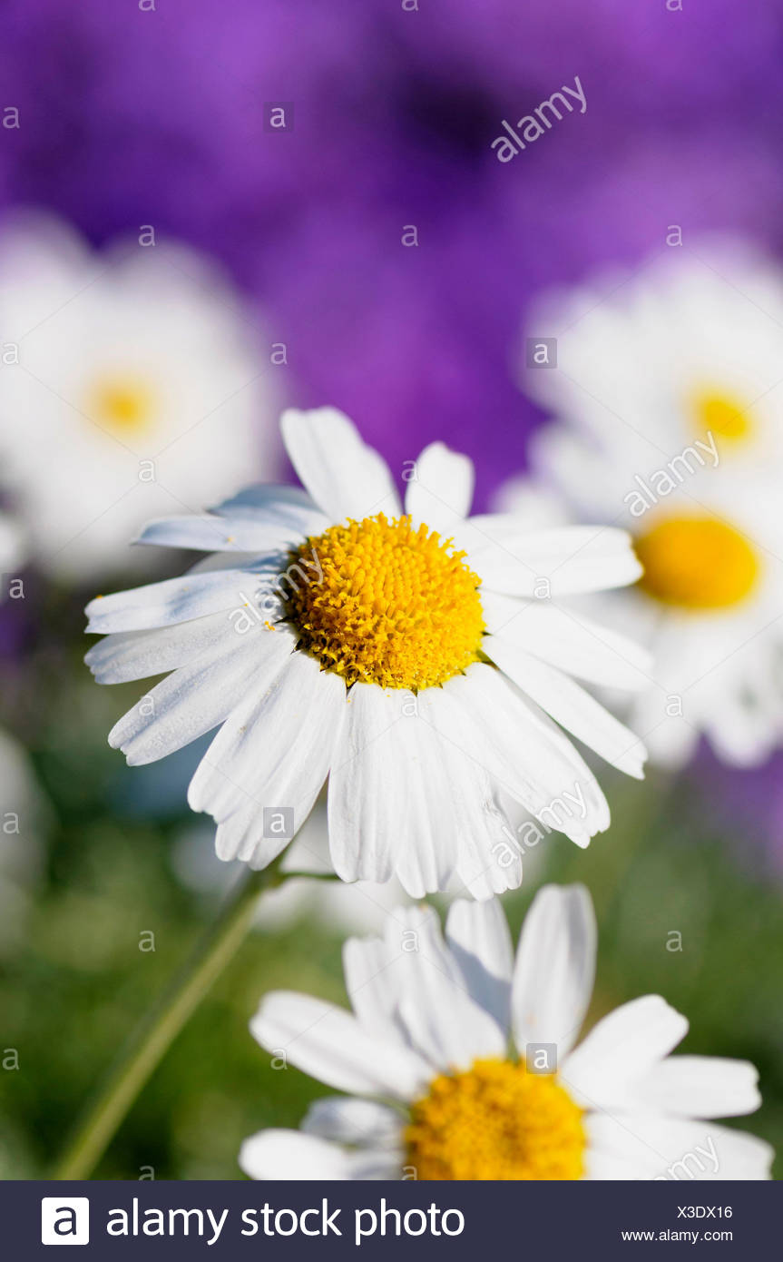 Chrysanthemopsis Hosmariense High Resolution Stock Photography and ...