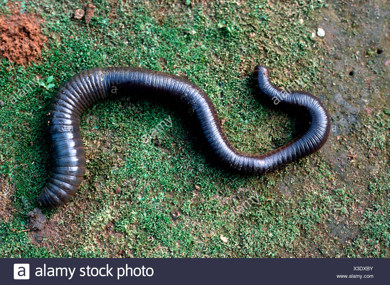 Huge Earthworm High Resolution Stock Photography and Images - Alamy