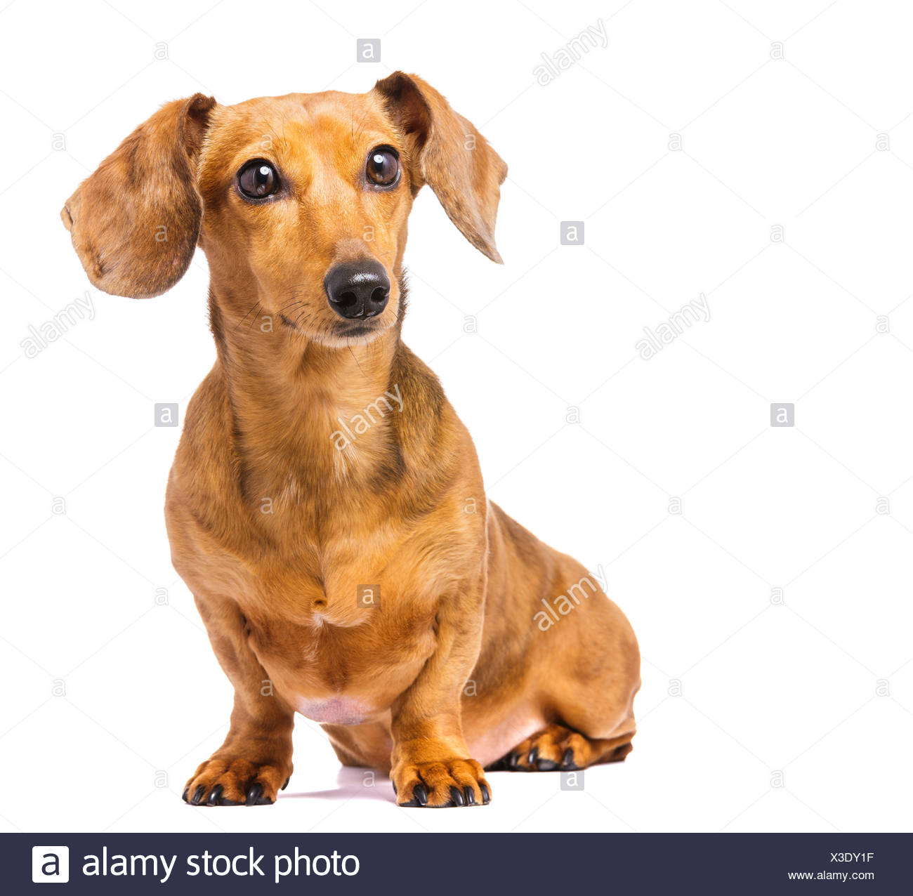 Worshond Stock Photos & Worshond Stock Images - Alamy
