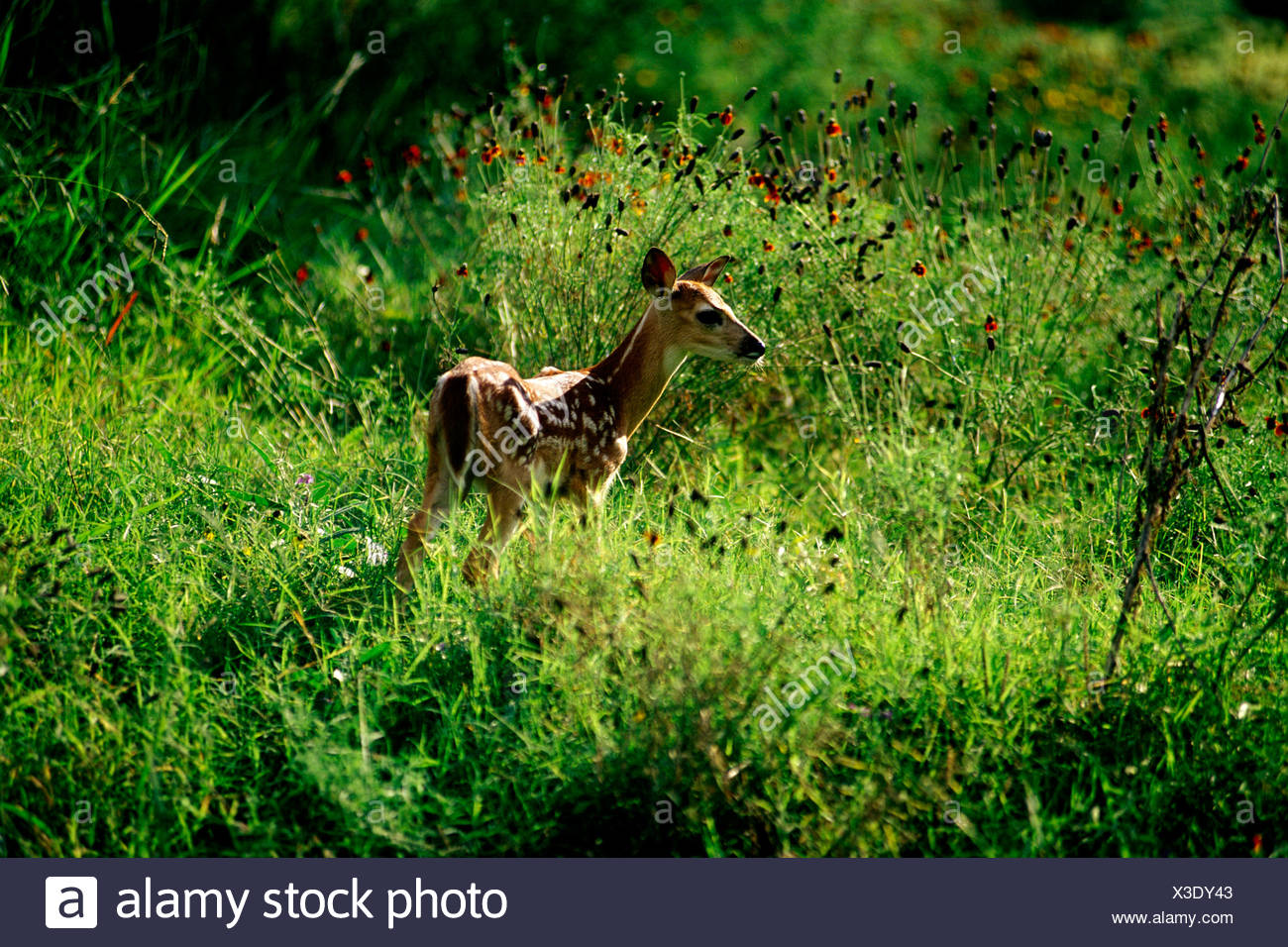 Faun High Resolution Stock Photography and Images - Alamy