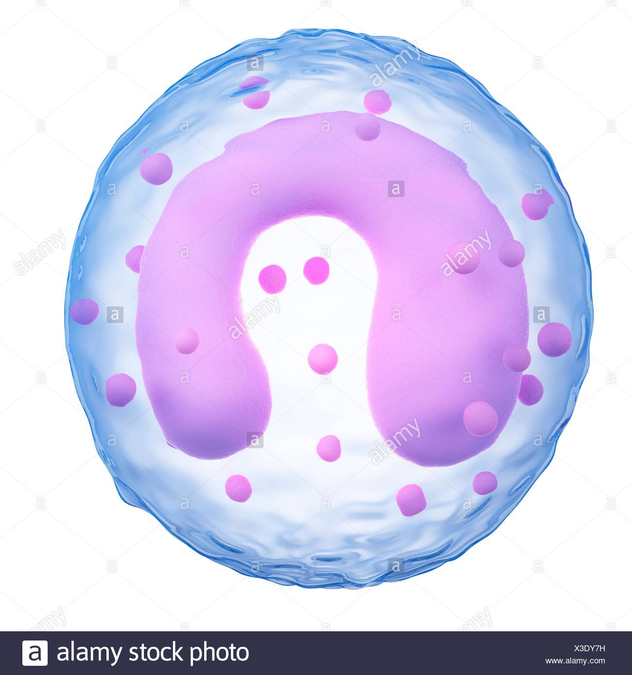 Monocyte Stock Photos & Monocyte Stock Images - Alamy