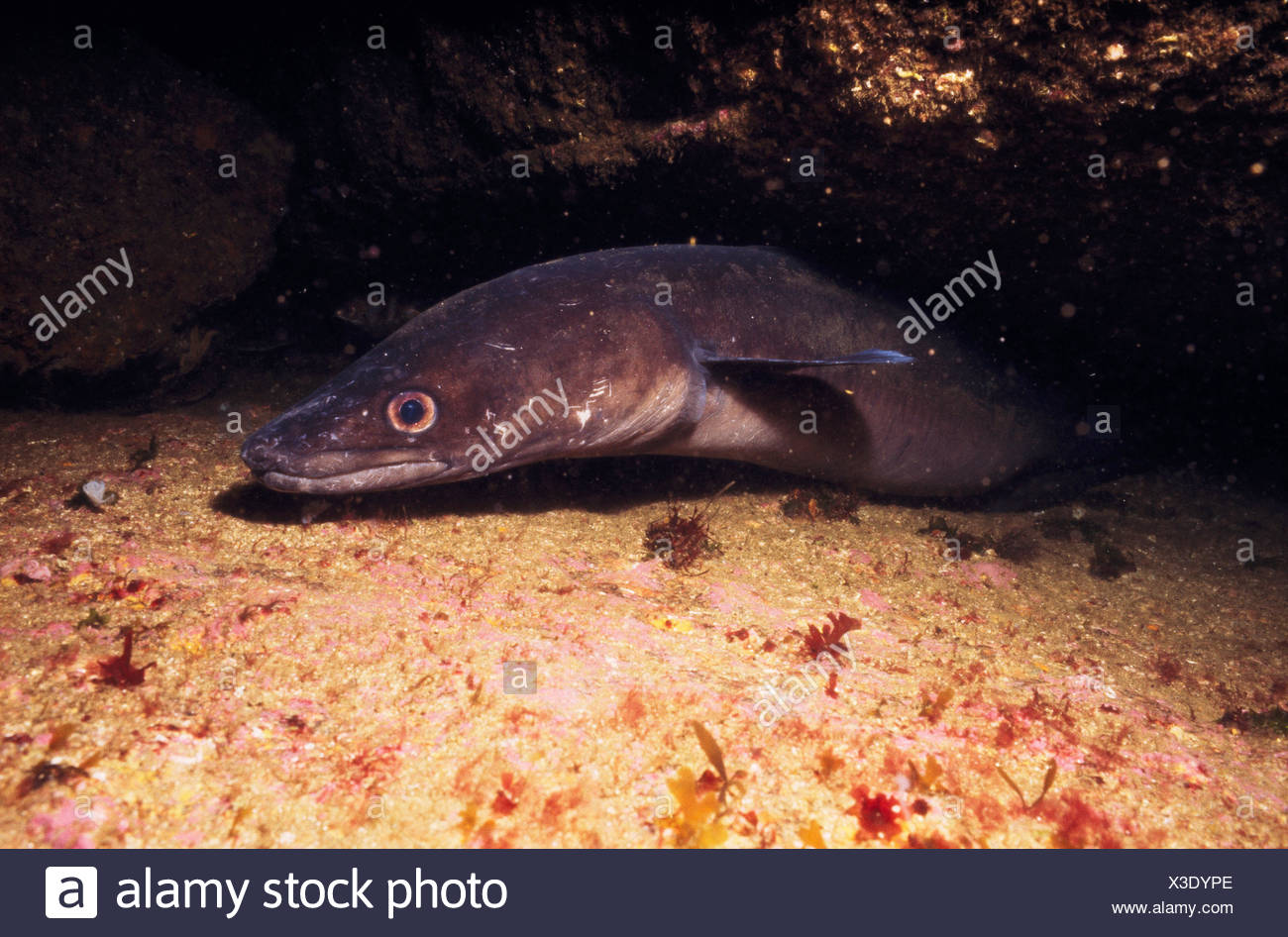 Conger Eel High Resolution Stock Photography and Images - Alamy