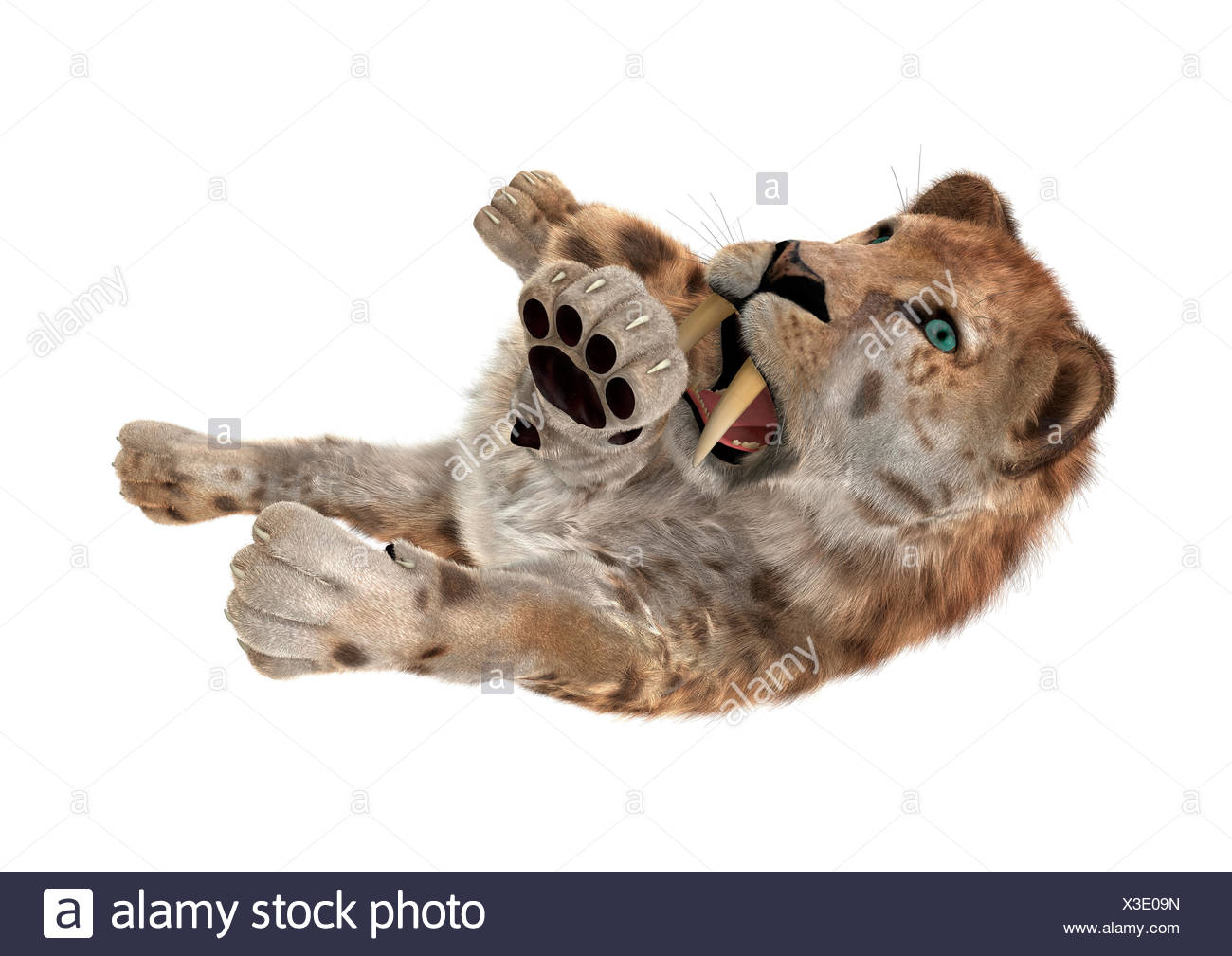 Sabertooth High Resolution Stock Photography and Images - Alamy