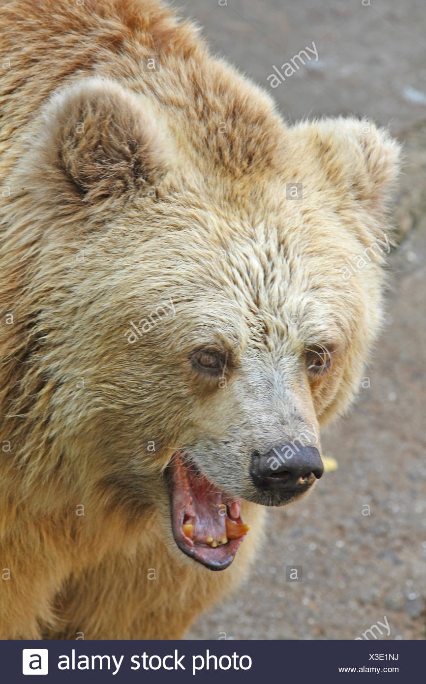 Growl Black Bear High Resolution Stock Photography and Images - Alamy