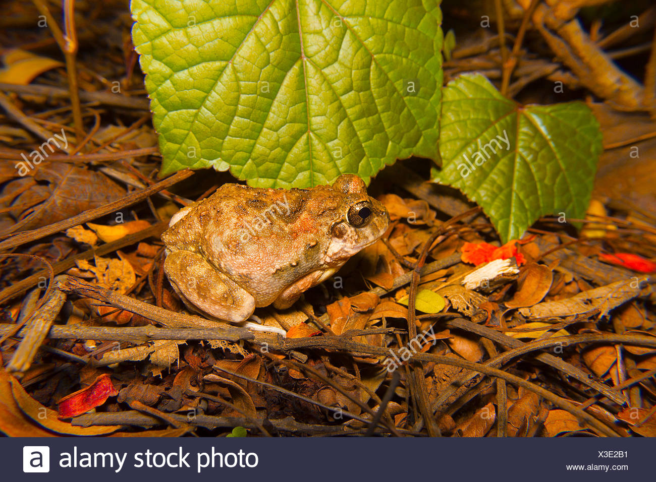 Insects Mumbai High Resolution Stock Photography and Images - Alamy