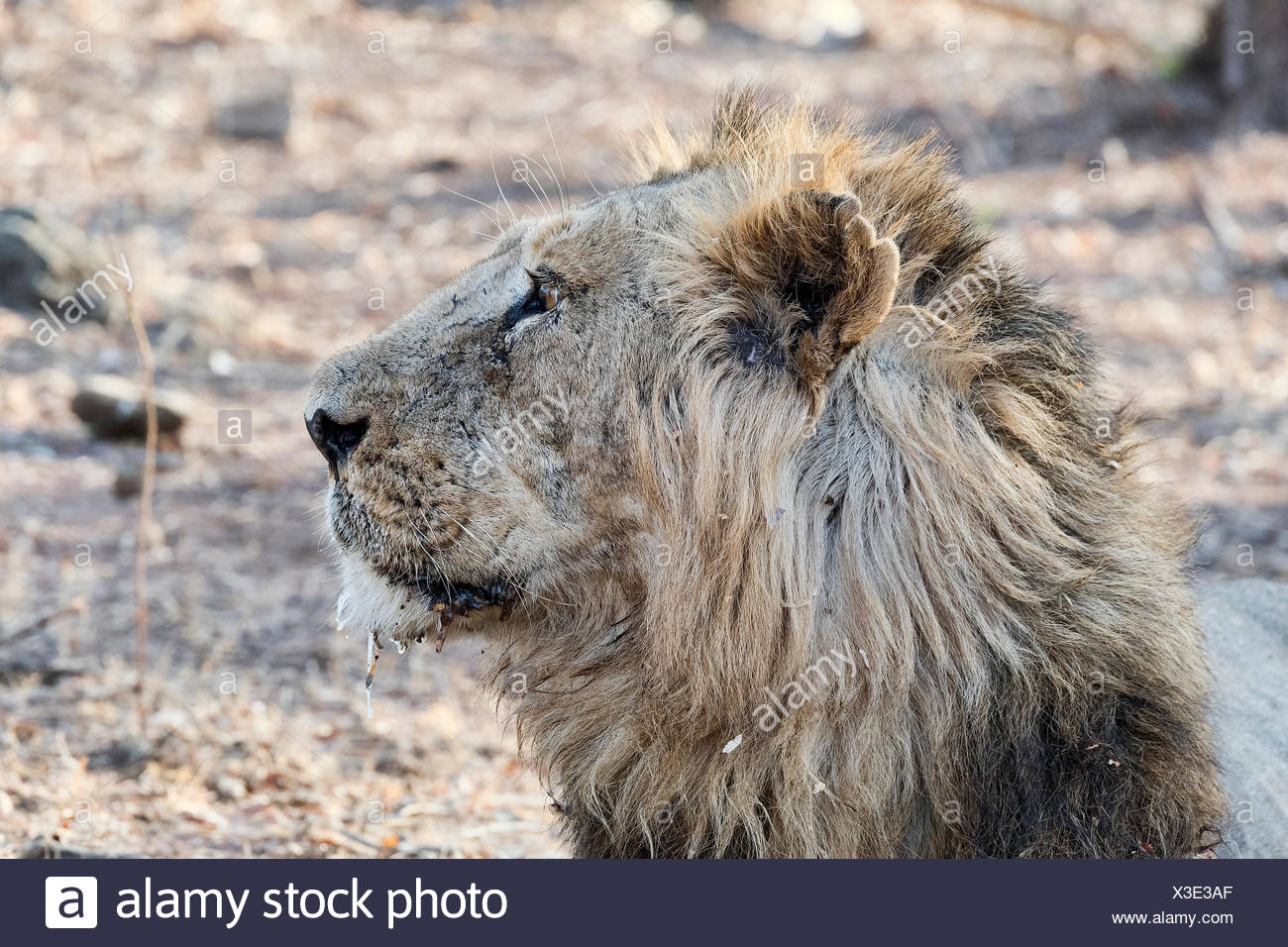 Gir Forest National Park Lion High Resolution Stock Photography and ...
