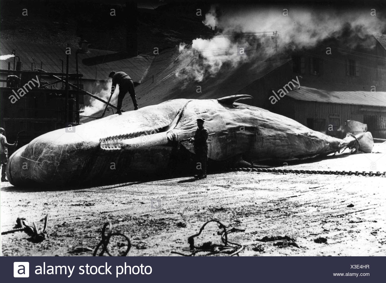 Butchering Whale High Resolution Stock Photography and Images - Alamy