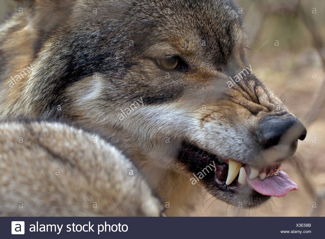Angry Wolves High Resolution Stock Photography and Images - Alamy