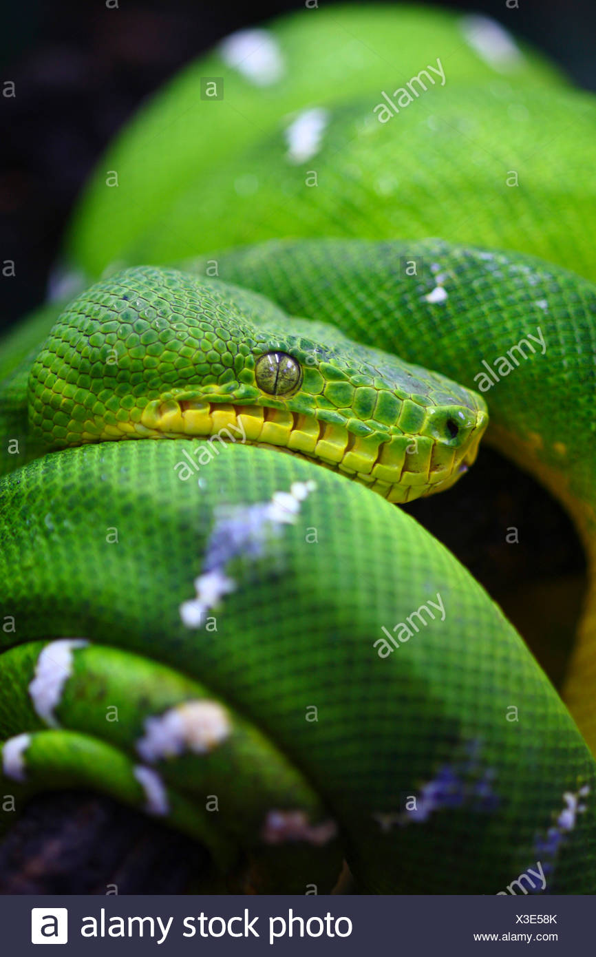 Emerald Tree Boa Corallus Caninus High Resolution Stock Photography and ...