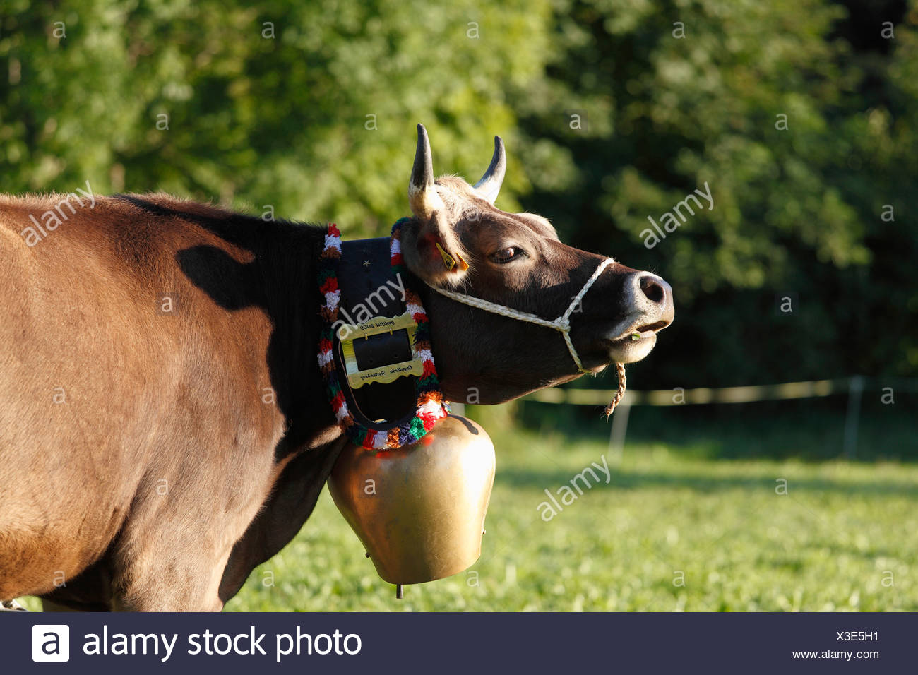 Cow Wearing Cow Bell Pfronten High Resolution Stock Photography and ...