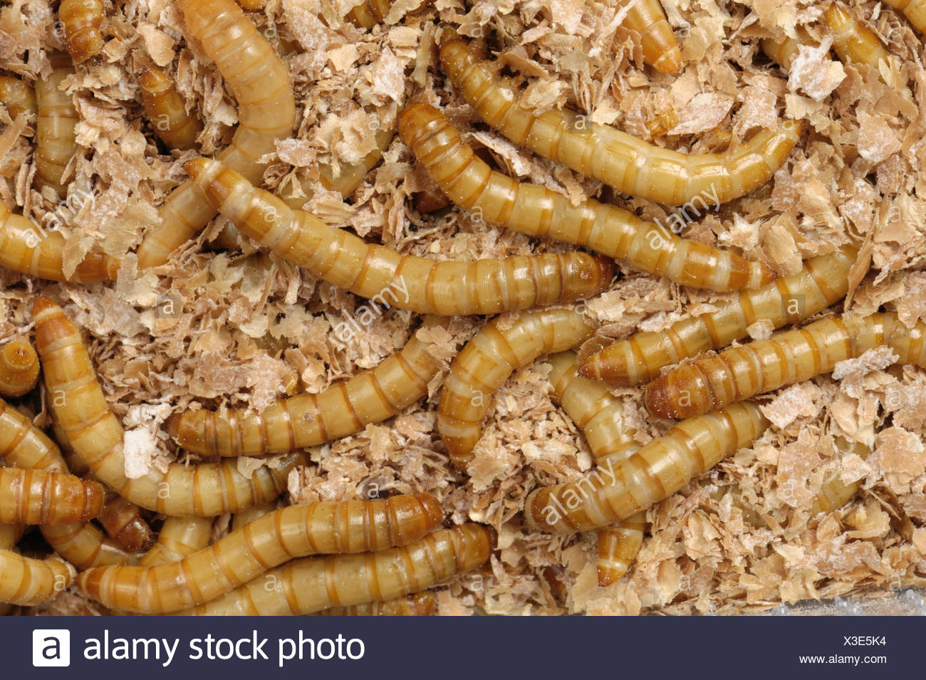 Larvae High Resolution Stock Photography and Images - Alamy