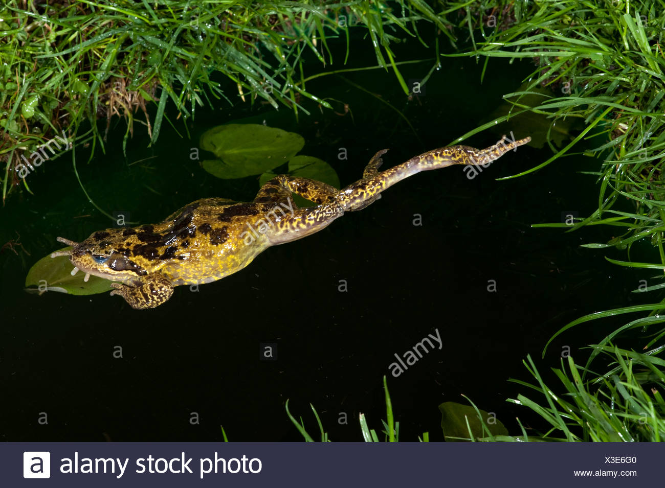 Frog Jumping Into Water Stock Photos & Frog Jumping Into Water Stock ...