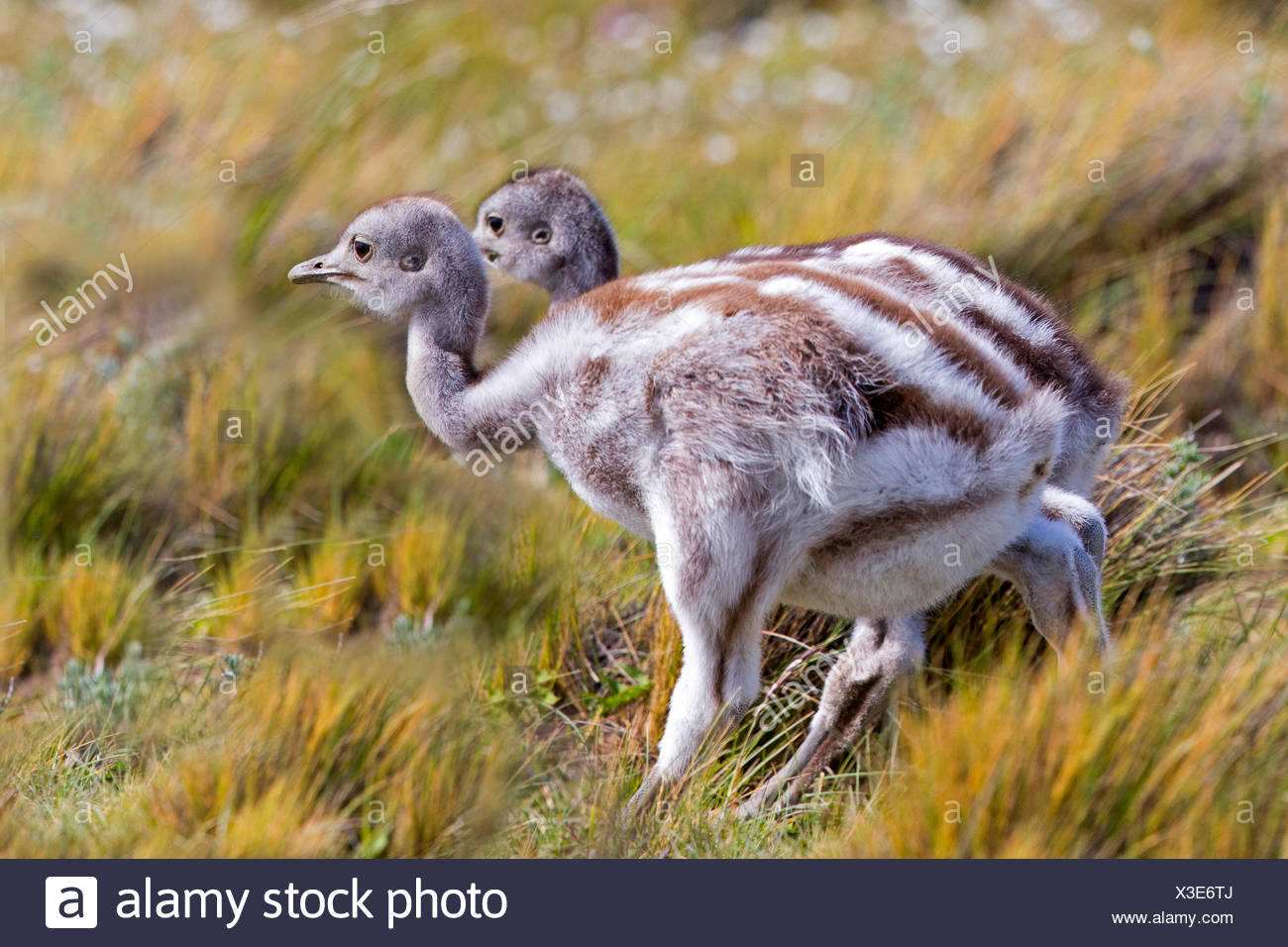 Greater Rhea Stock Photos & Greater Rhea Stock Images - Alamy