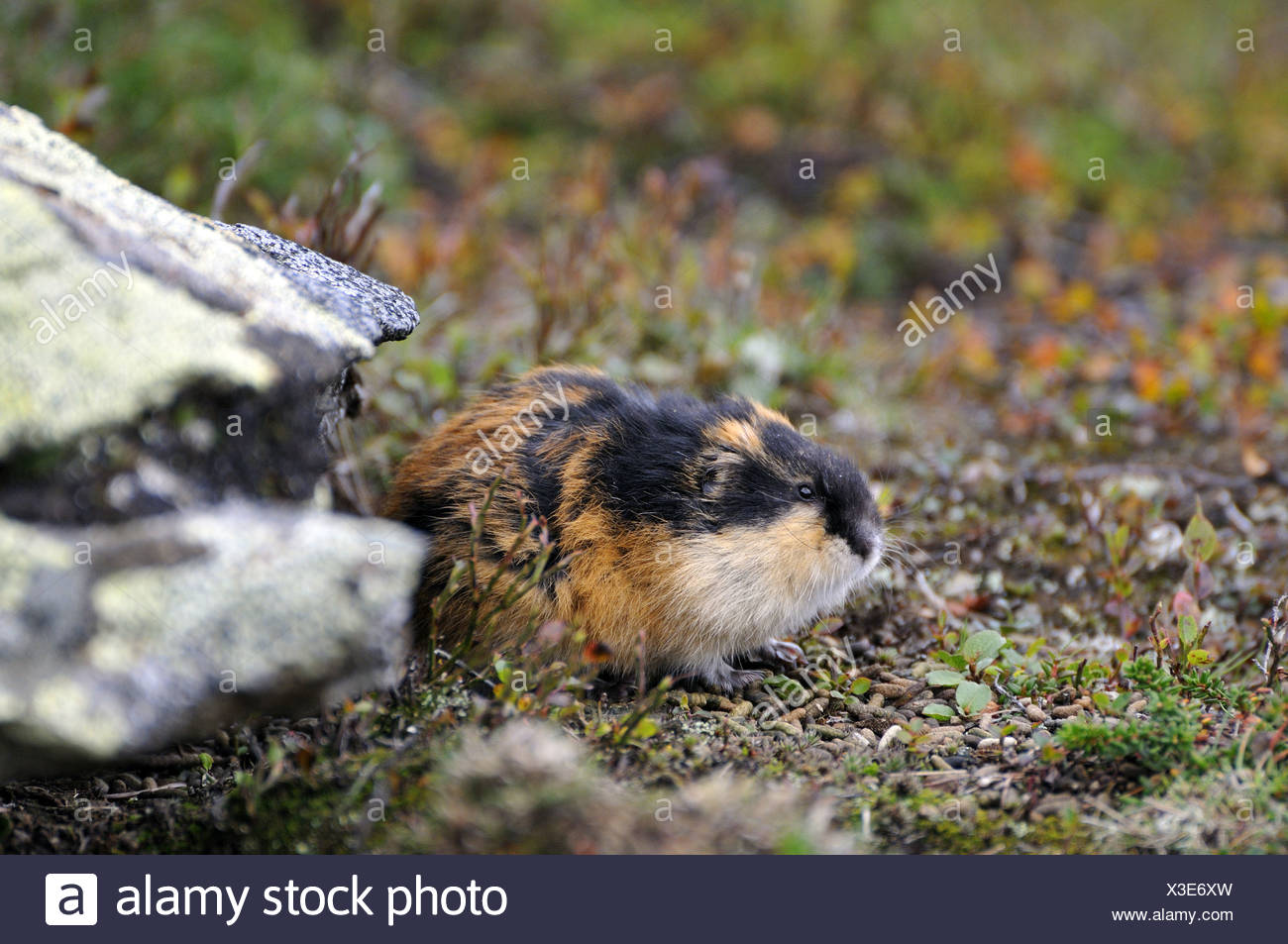Lemmings Lemming High Resolution Stock Photography and Images - Alamy