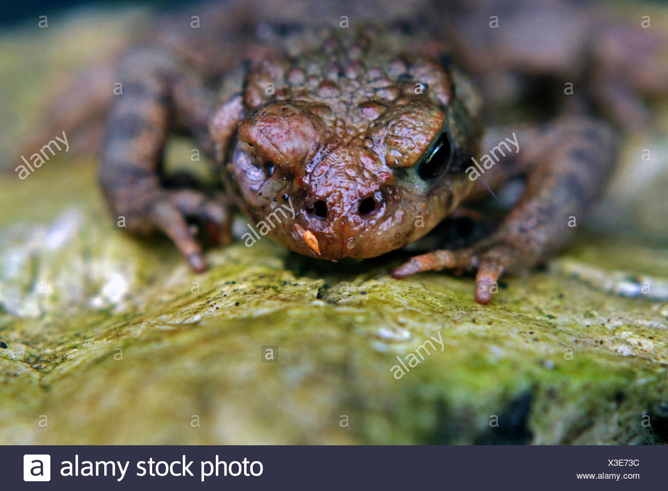 Myiasis Stock Photos & Myiasis Stock Images - Alamy