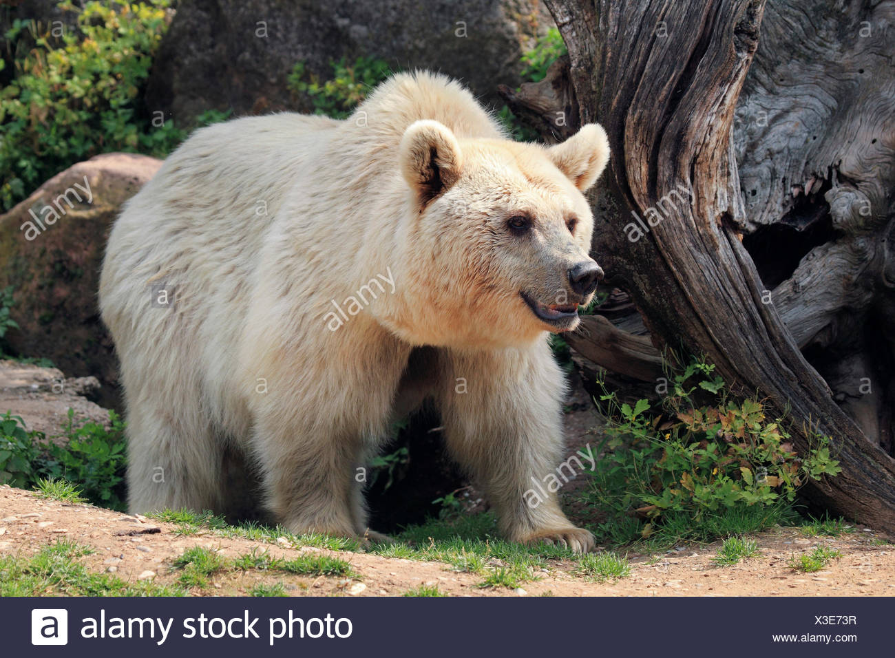 Syrian Brown Bear Ursus Syriacus High Resolution Stock Photography and ...
